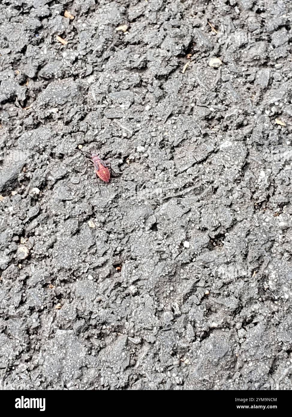 Eastern Boxelder Bug (Boisea trivittata Stock Photo - Alamy