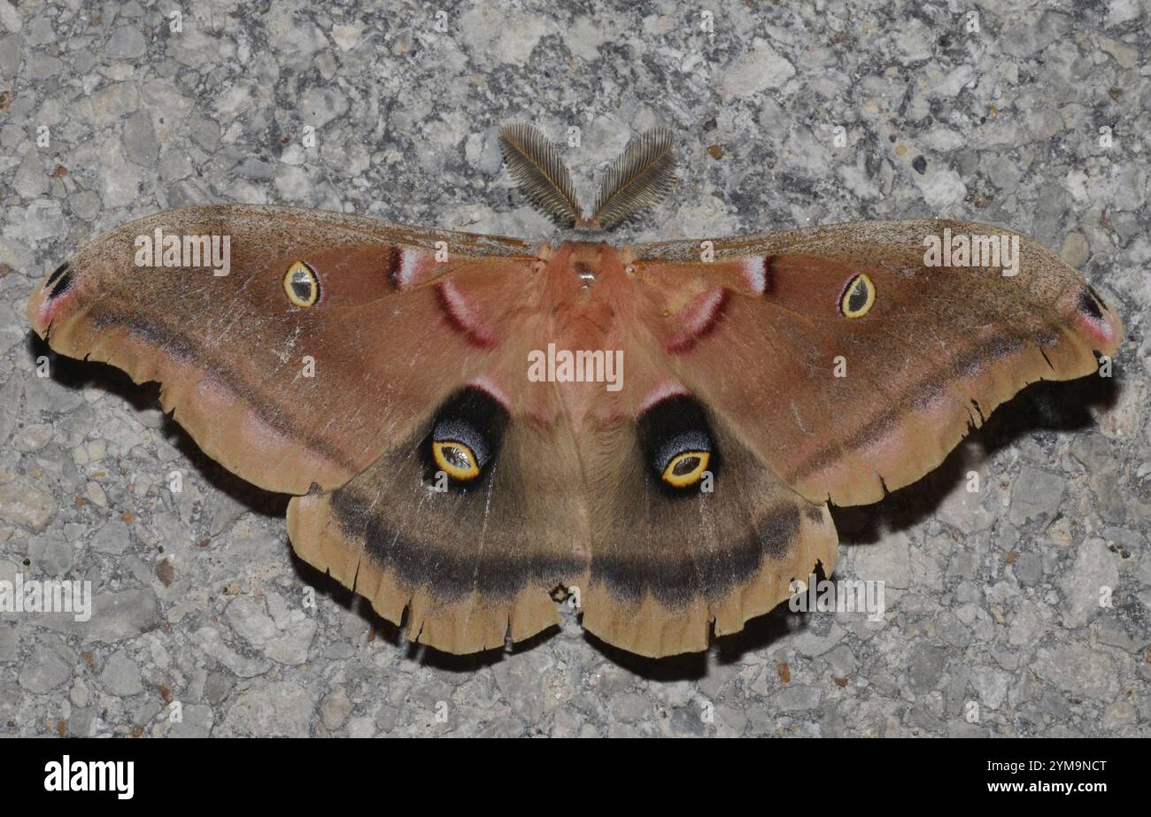 Polyphemus Moth (Antheraea polyphemus Stock Photo - Alamy