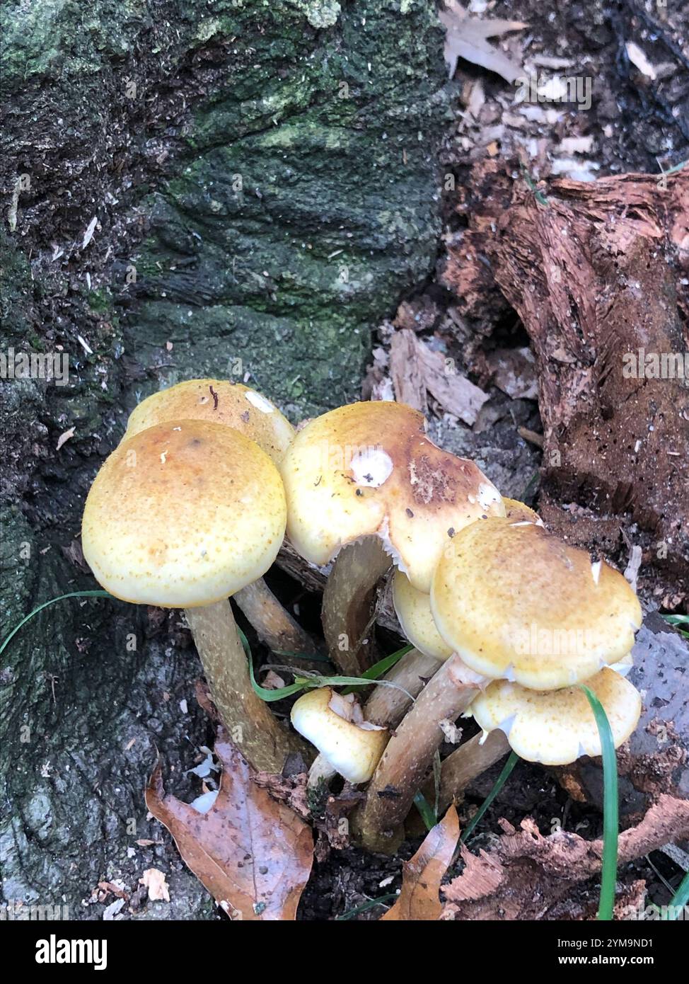 honey mushrooms (Armillaria Stock Photo - Alamy