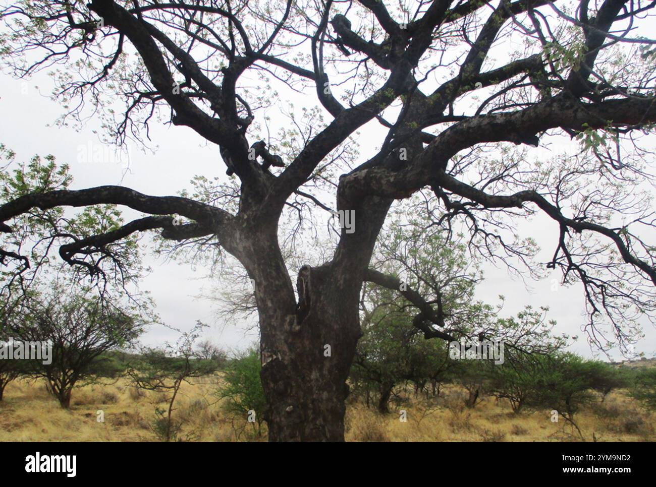 marula (Sclerocarya birrea Stock Photo - Alamy