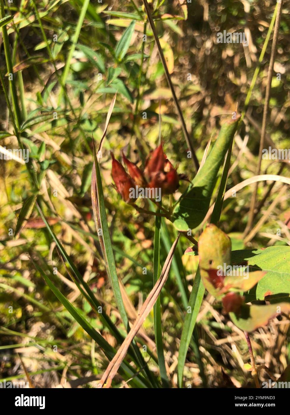 Virginia marsh St. John's-wort (Hypericum virginicum Stock Photo - Alamy