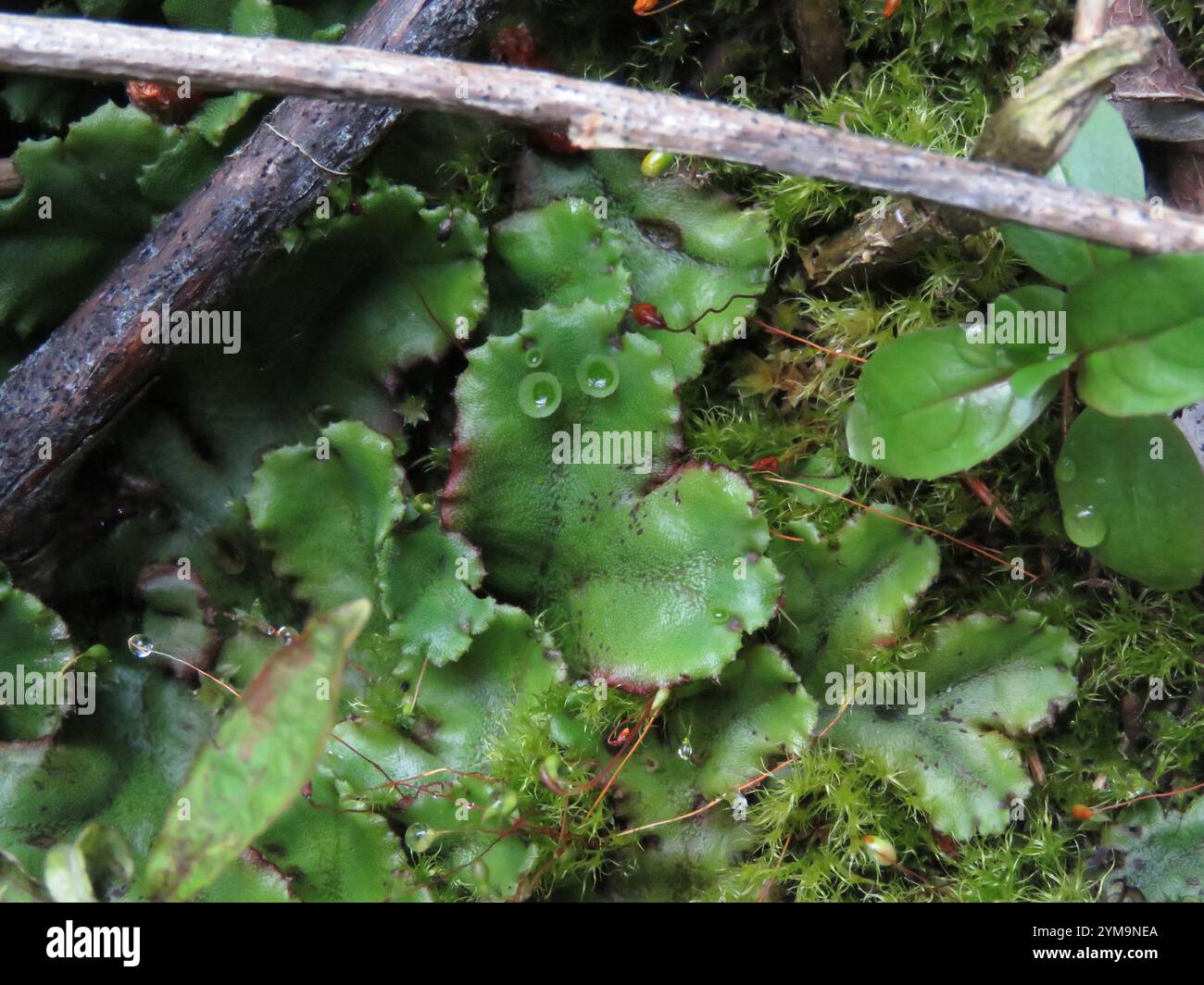 Common Liverwort (Marchantia polymorpha Stock Photo - Alamy