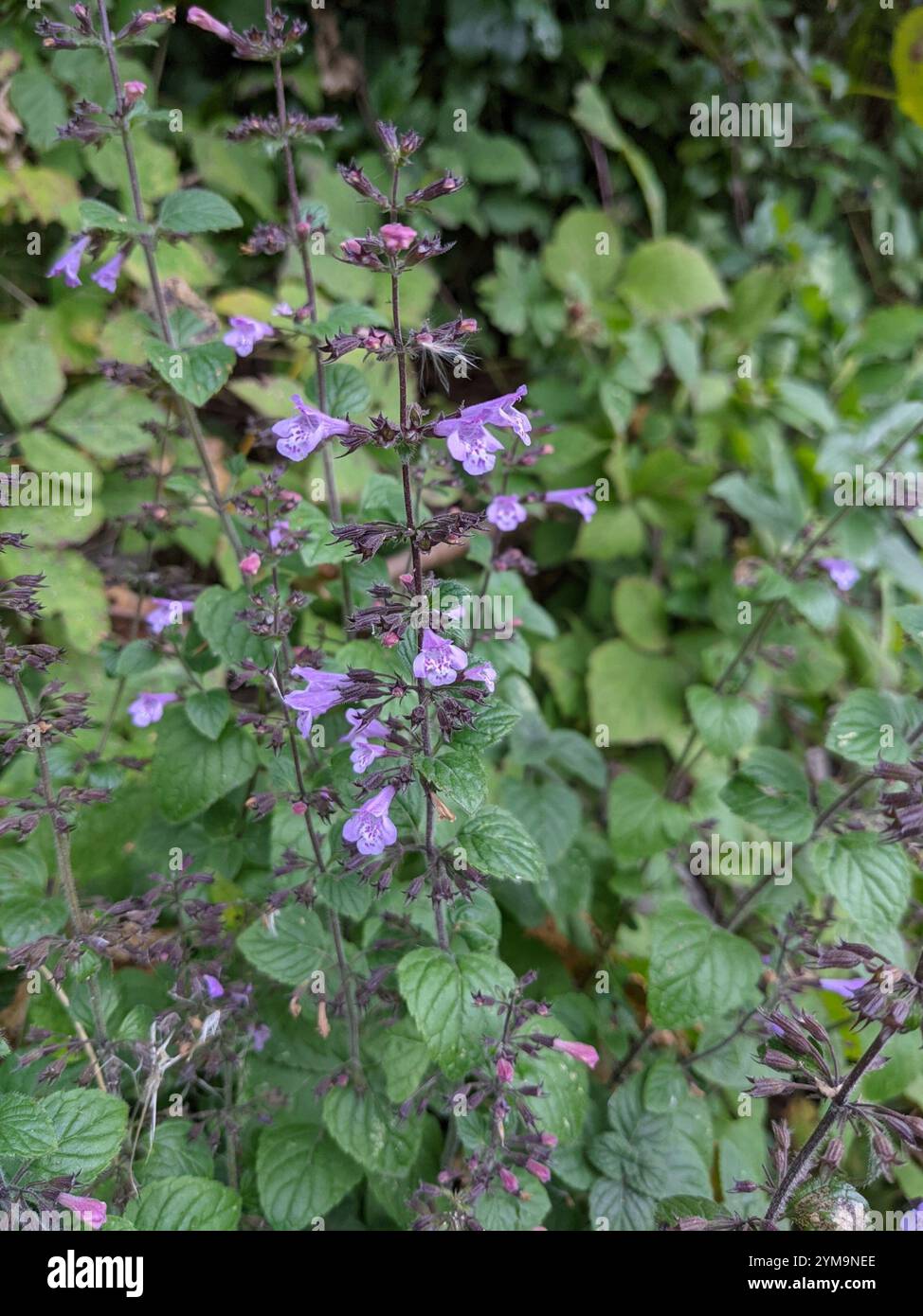 Wood Calamint (Clinopodium menthifolium Stock Photo - Alamy