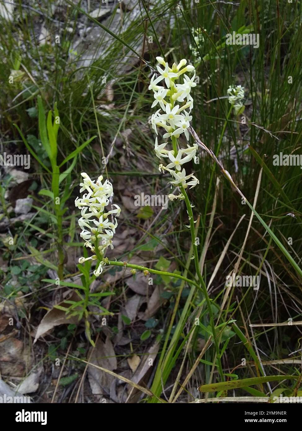 Creamy Candles (Stackhousia monogyna Stock Photo - Alamy