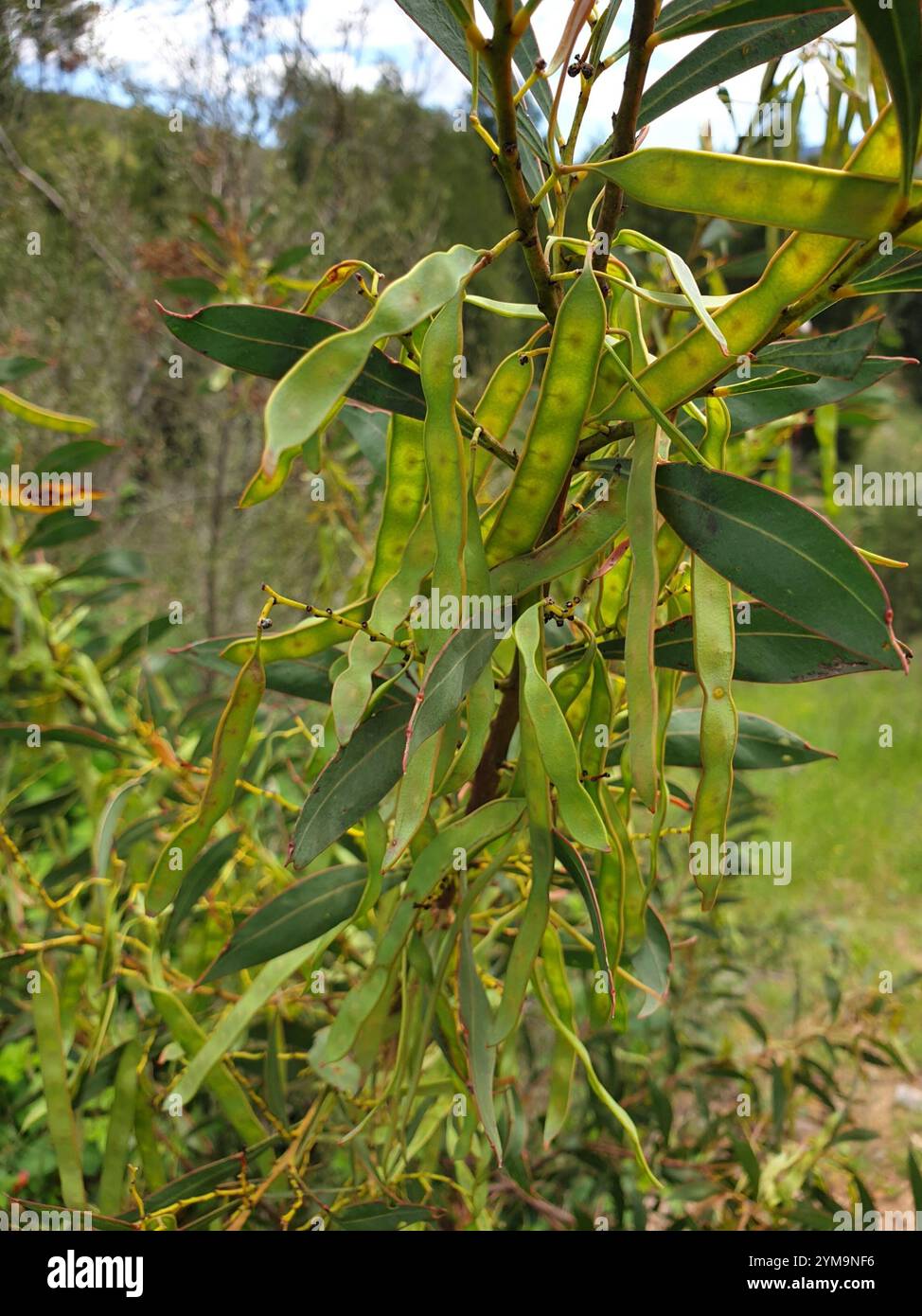Acacia rubida hi-res stock photography and images - Alamy