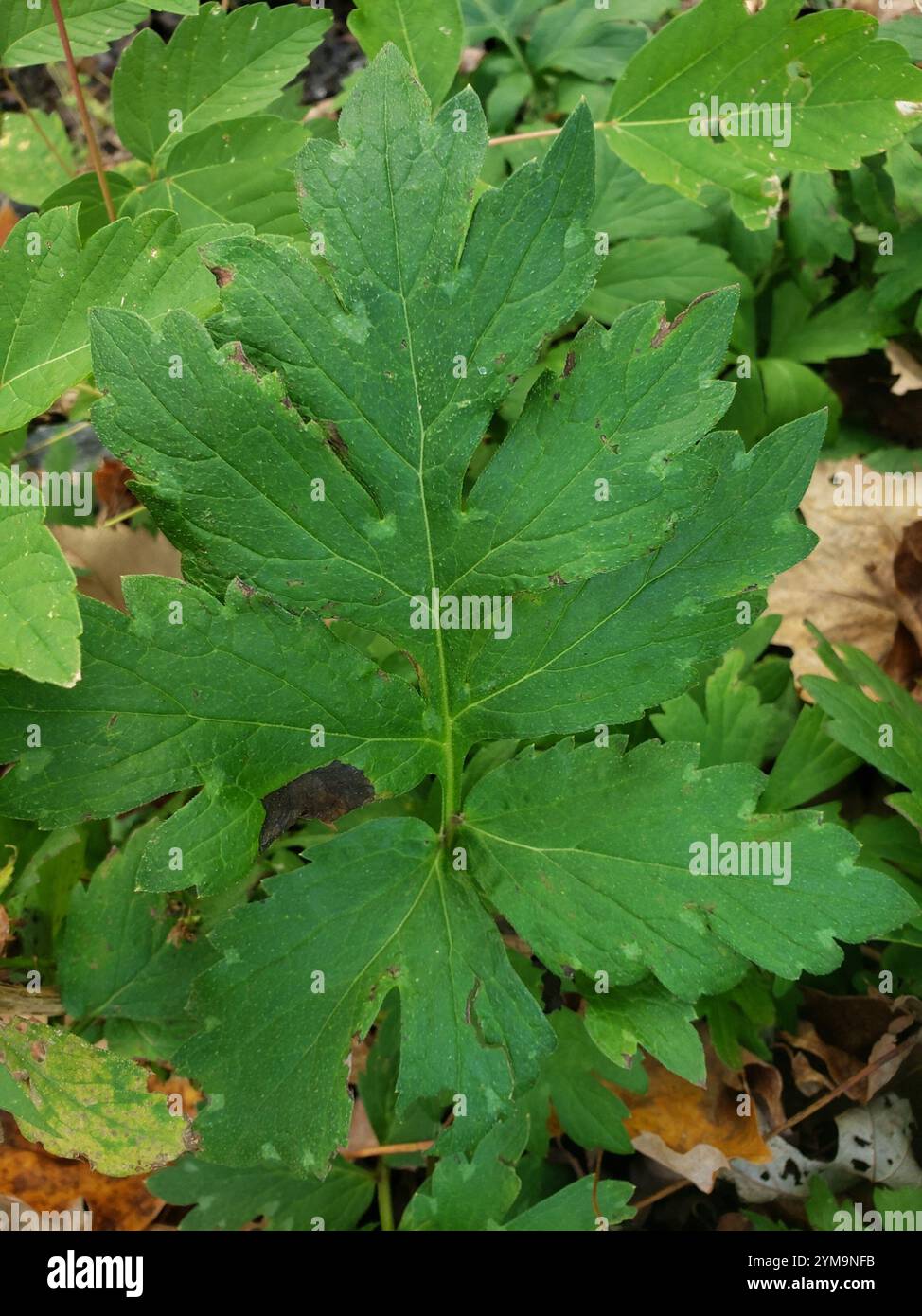 Virginia waterleaf (Hydrophyllum virginianum Stock Photo - Alamy