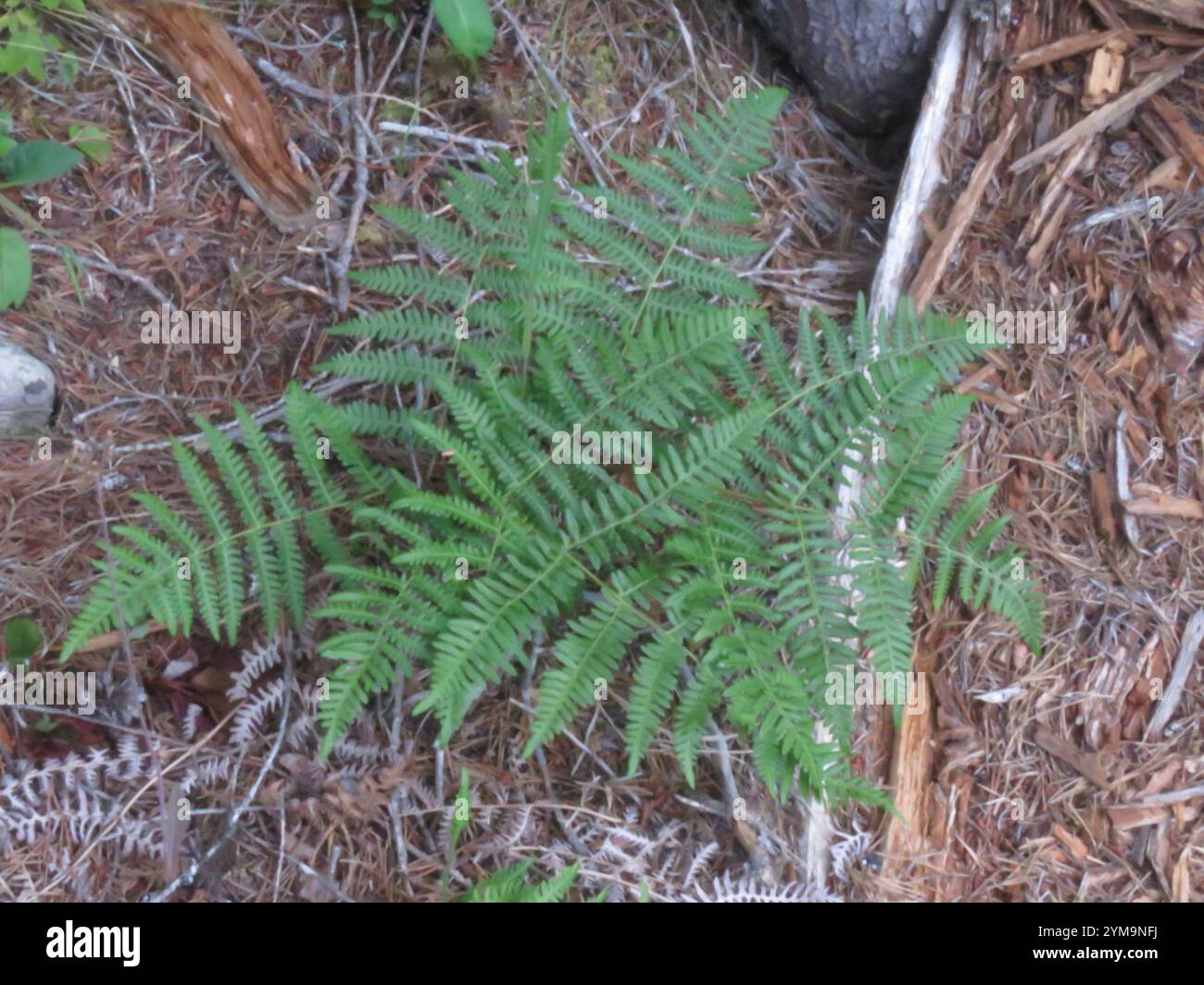 common bracken (Pteridium aquilinum Stock Photo - Alamy