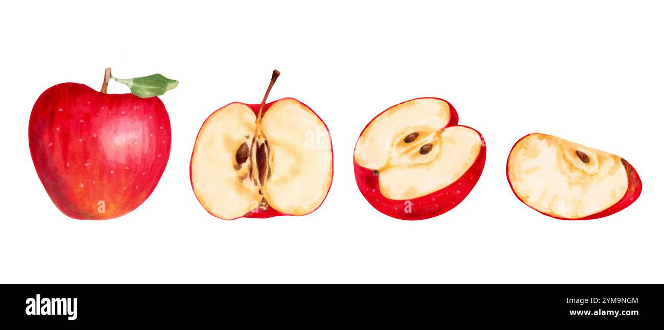 Fruit set of red apples. Healthy food. Botanical illustration with ...