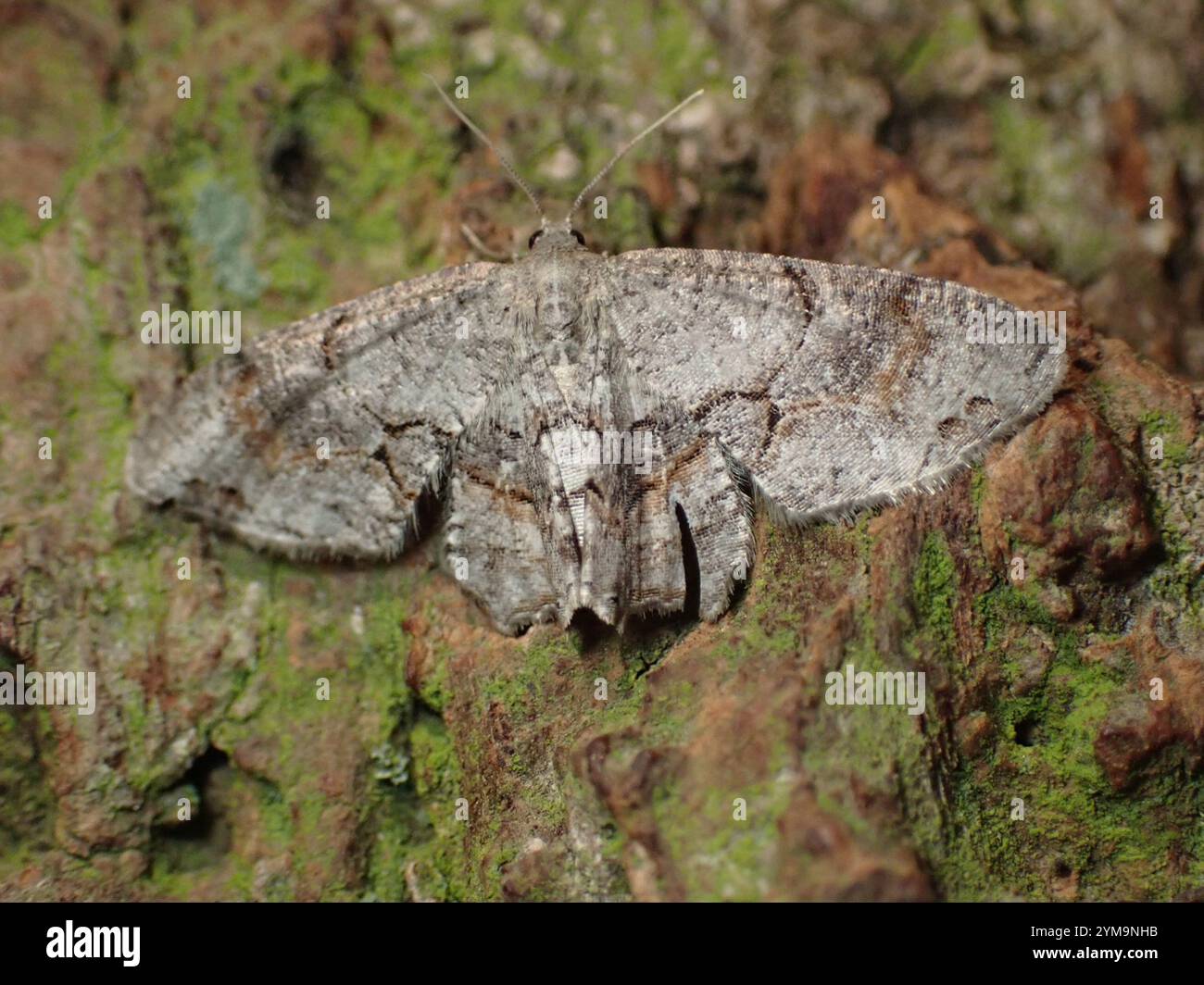 Callizzia amorata hi-res stock photography and images - Alamy