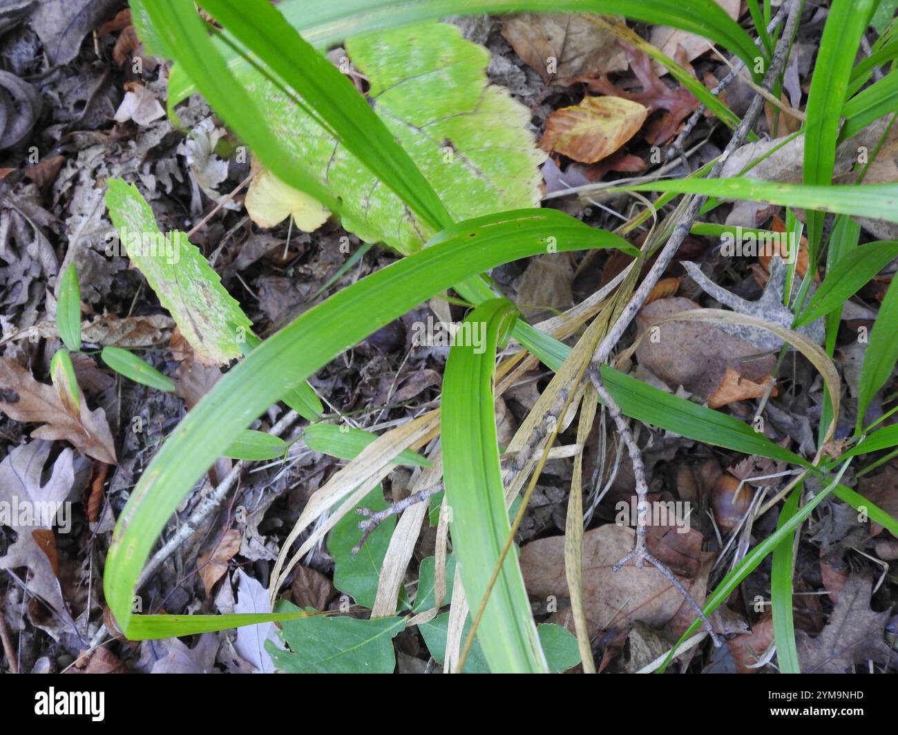 Beak Grass (Diarrhena obovata Stock Photo - Alamy