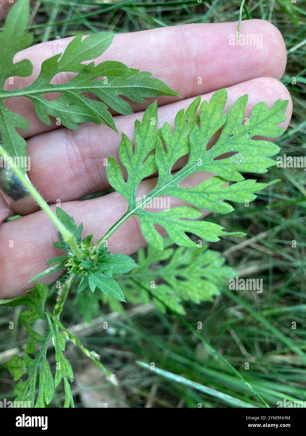 common ragweed (Ambrosia artemisiifolia Stock Photo - Alamy