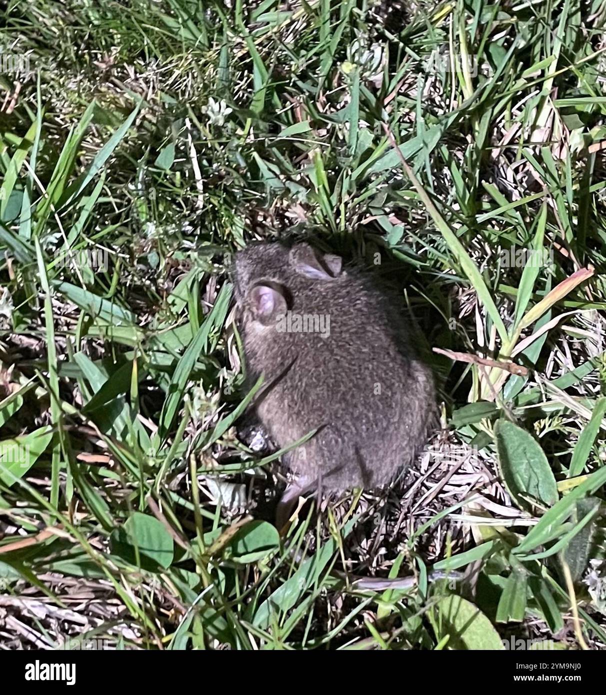 Grass Mice (Akodon Stock Photo - Alamy