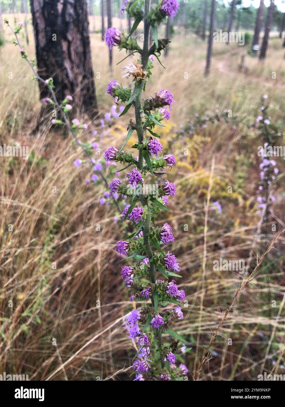 Appalachian blazing star hi-res stock photography and images - Alamy