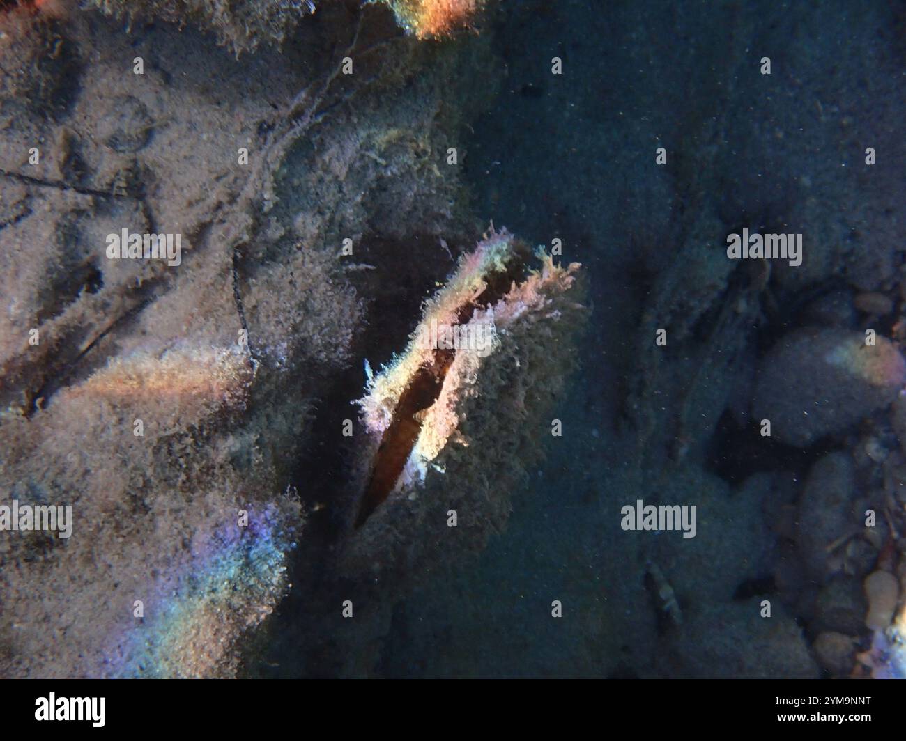 Noble Pen Shell (Pinna nobilis Stock Photo - Alamy