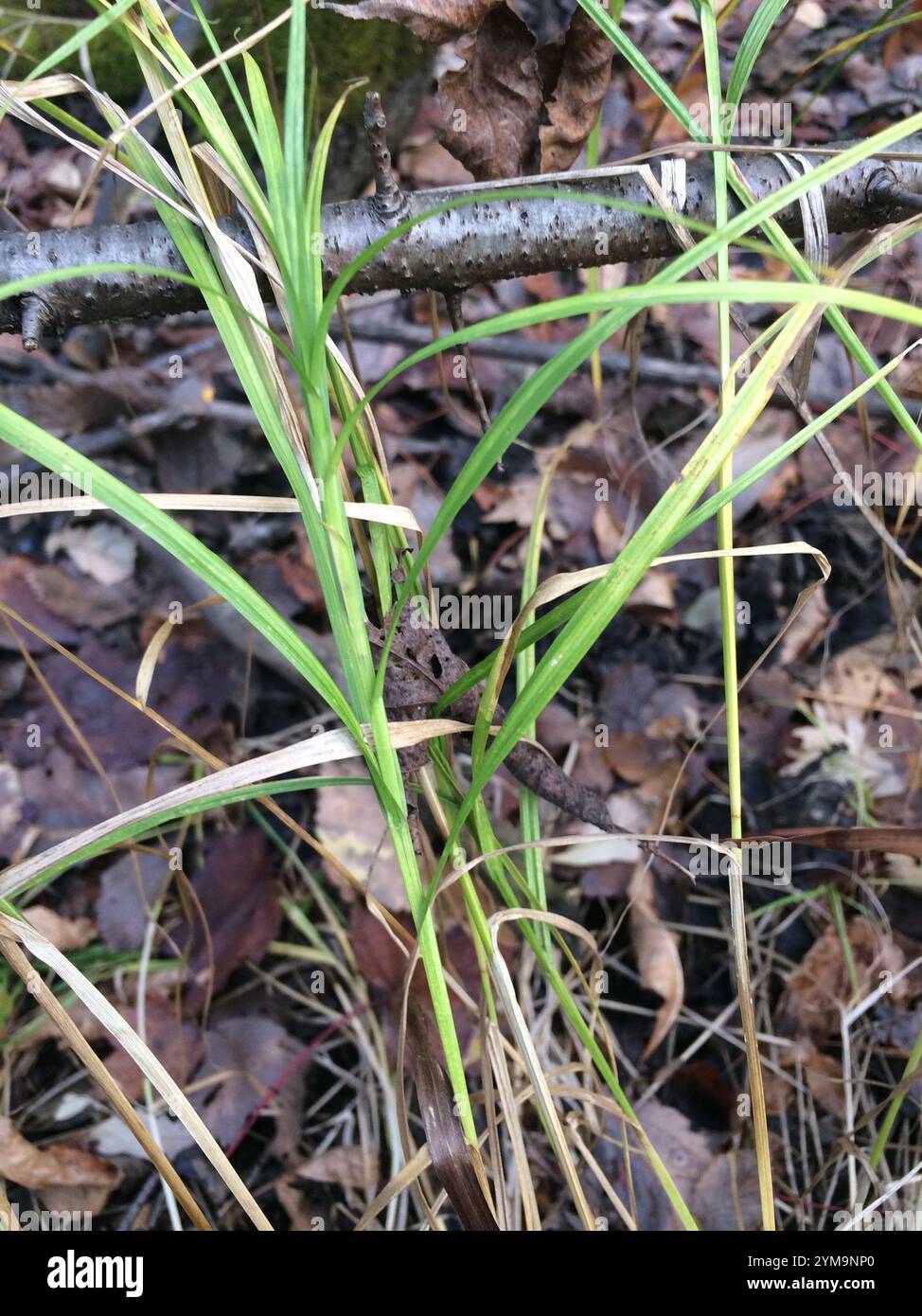 blunt broom sedge (Carex tribuloides Stock Photo - Alamy