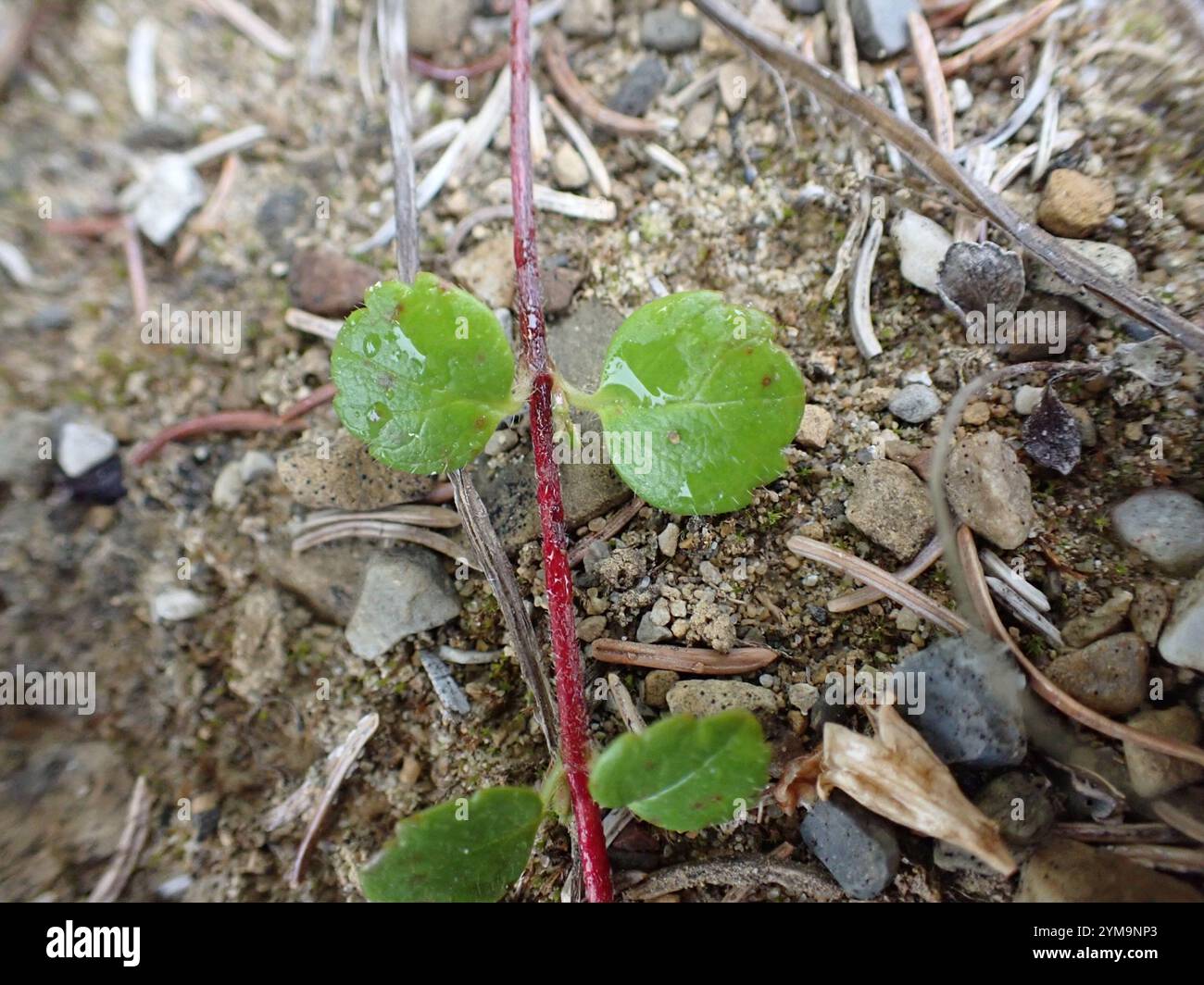 Twinflower (Linnaea borealis Stock Photo - Alamy