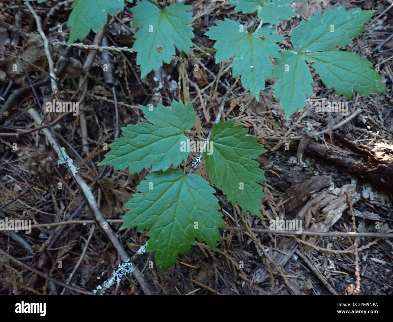 red baneberry (Actaea rubra Stock Photo - Alamy