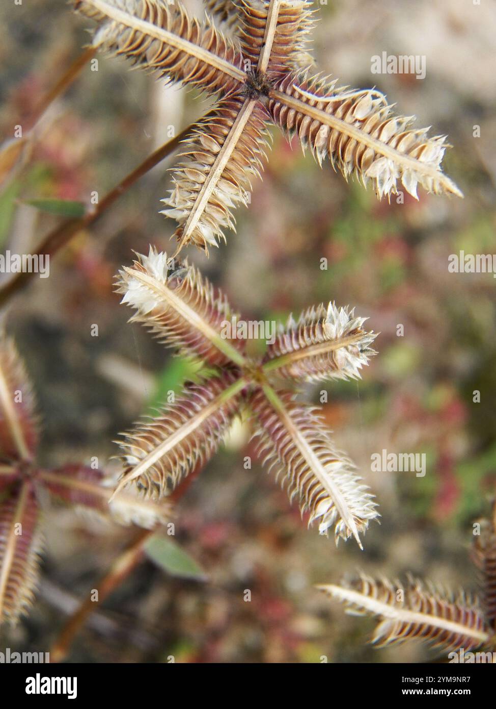 Durban Crowfoot (Dactyloctenium aegyptium Stock Photo - Alamy