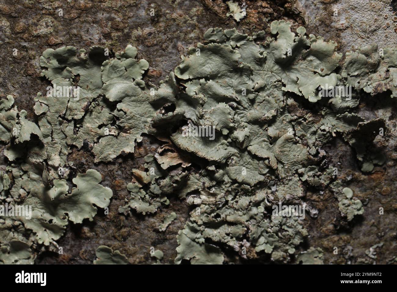 common greenshield lichen (Flavoparmelia caperata Stock Photo - Alamy
