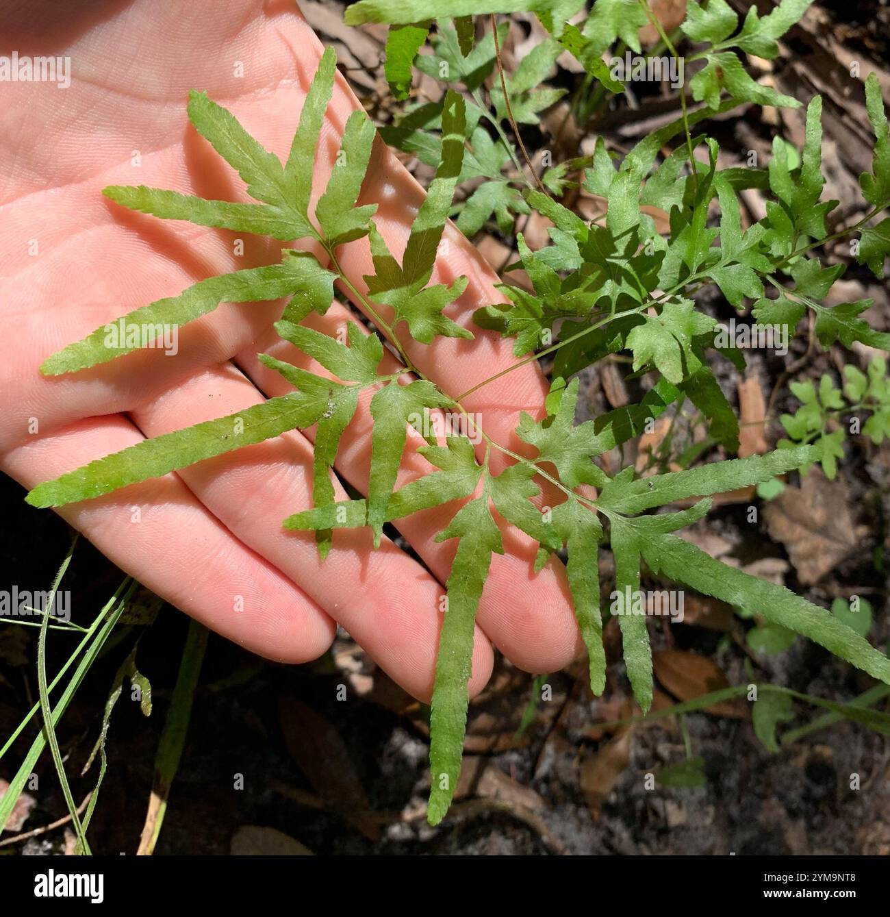 Japanese climbing fern (Lygodium japonicum Stock Photo - Alamy