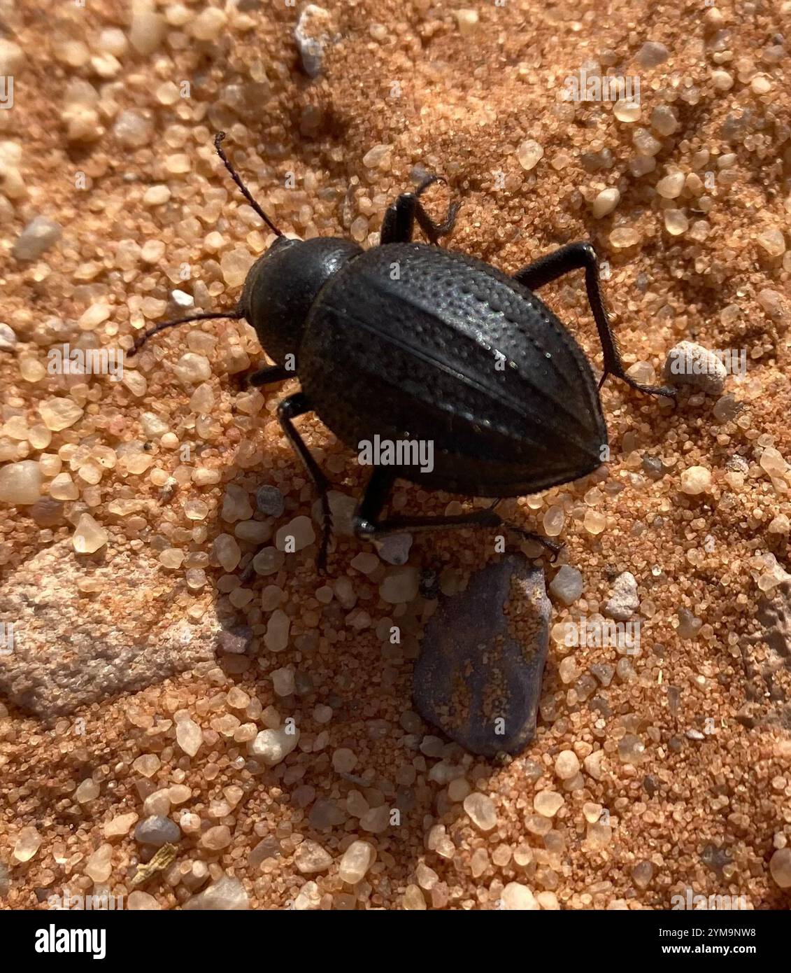 Pimelia hi-res stock photography and images - Alamy