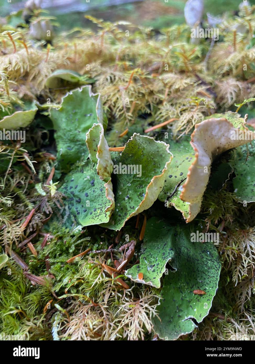 freckled pelt lichen (Peltigera aphthosa Stock Photo - Alamy