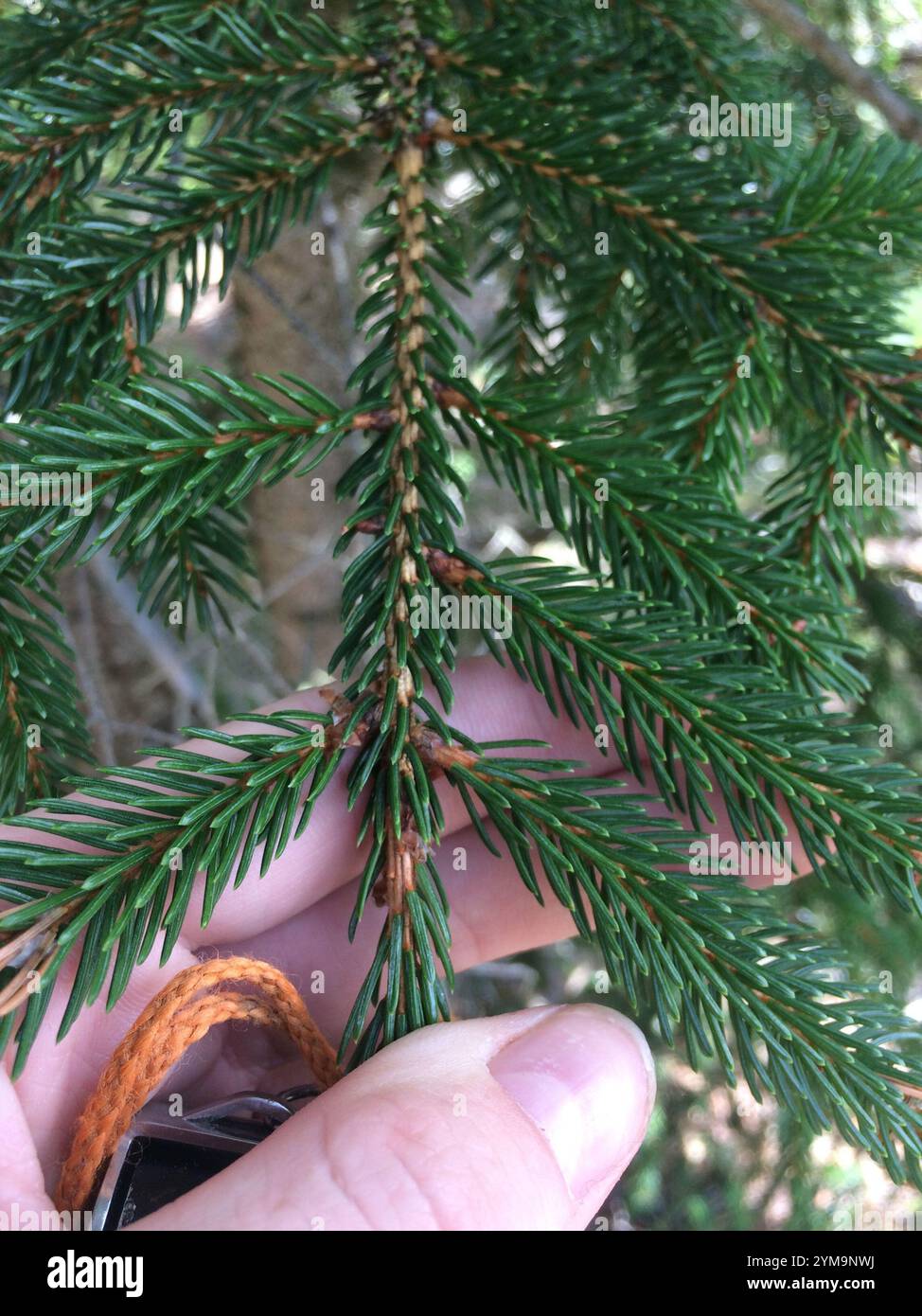 red spruce (Picea rubens Stock Photo - Alamy