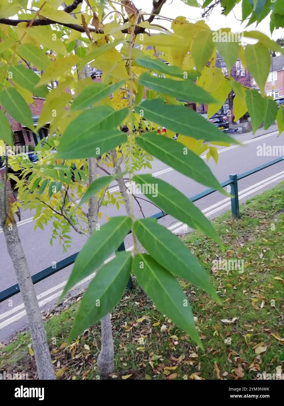 tree-of-heaven (Ailanthus altissima Stock Photo - Alamy