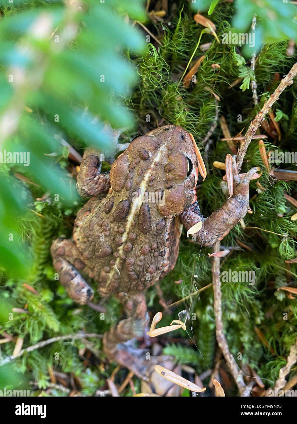 Western Toad (Anaxyrus boreas Stock Photo - Alamy