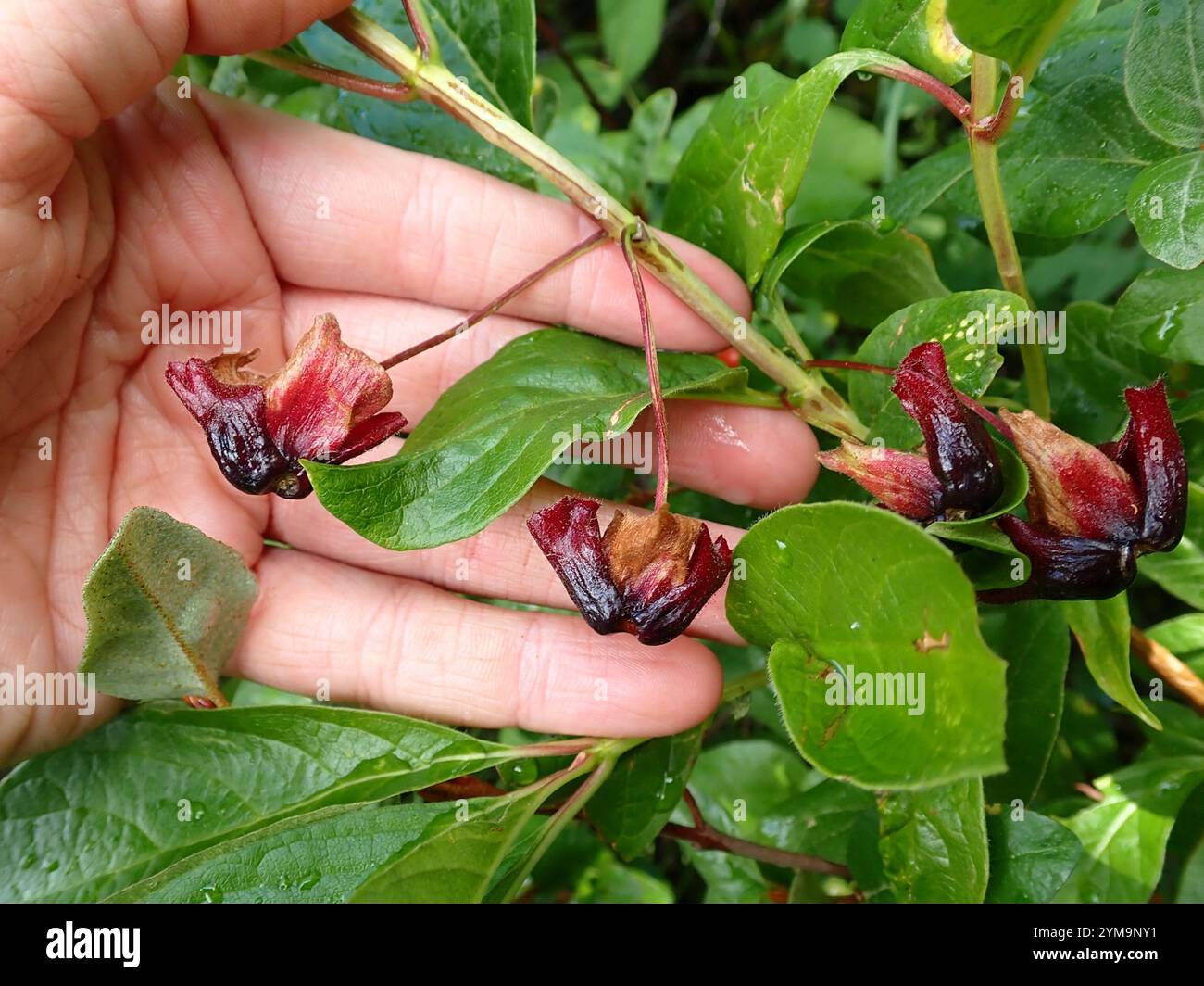 twinberry honeysuckle (Lonicera involucrata Stock Photo - Alamy