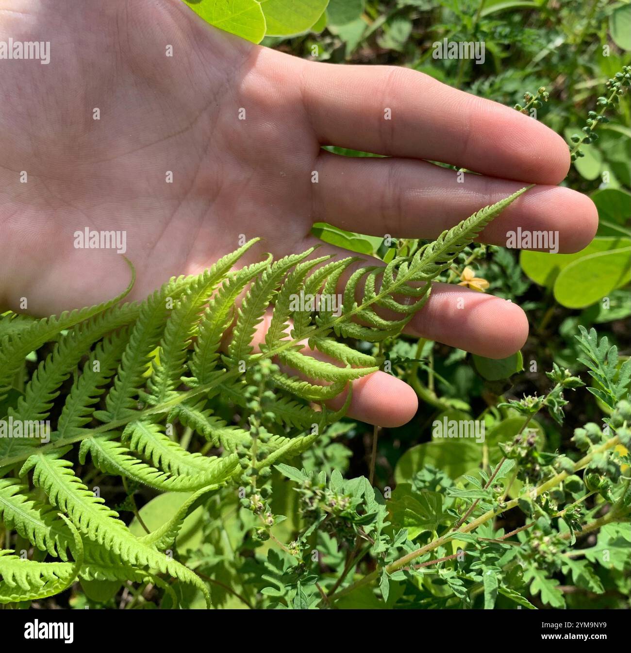 marsh fern family (Thelypteridaceae Stock Photo - Alamy