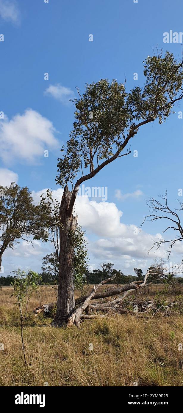 Poplar Box (Eucalyptus populnea Stock Photo - Alamy
