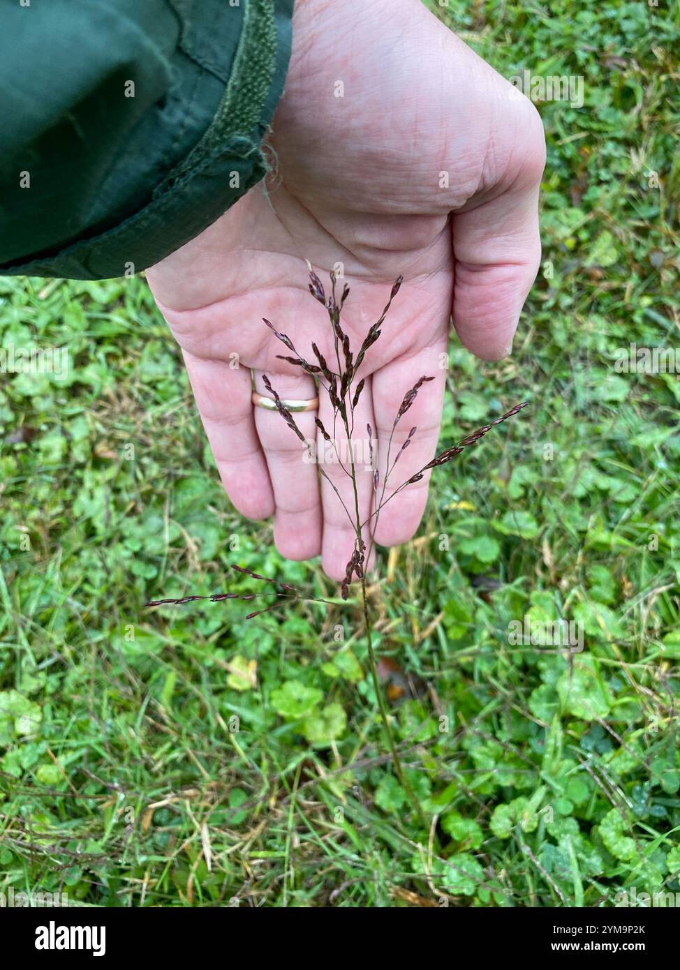 purpletop tridens (Tridens flavus Stock Photo - Alamy