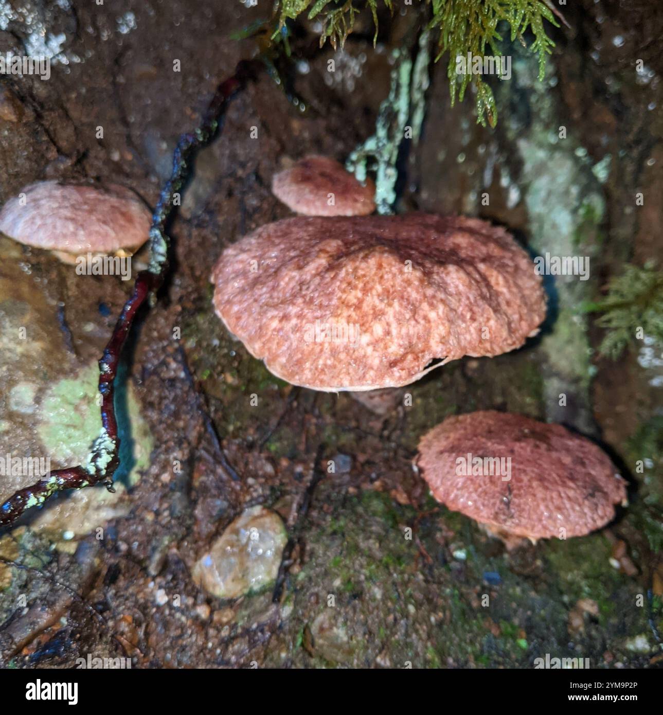 Western Painted Suillus (Suillus lakei Stock Photo - Alamy