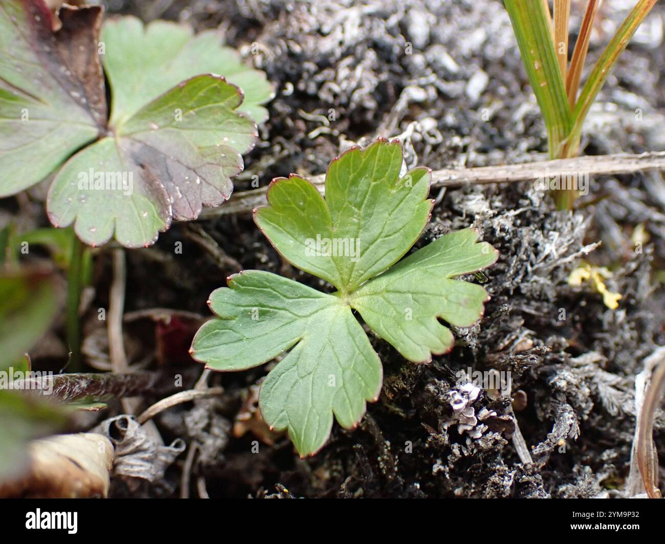 Small-flower Anemone (Anemone parviflora Stock Photo - Alamy