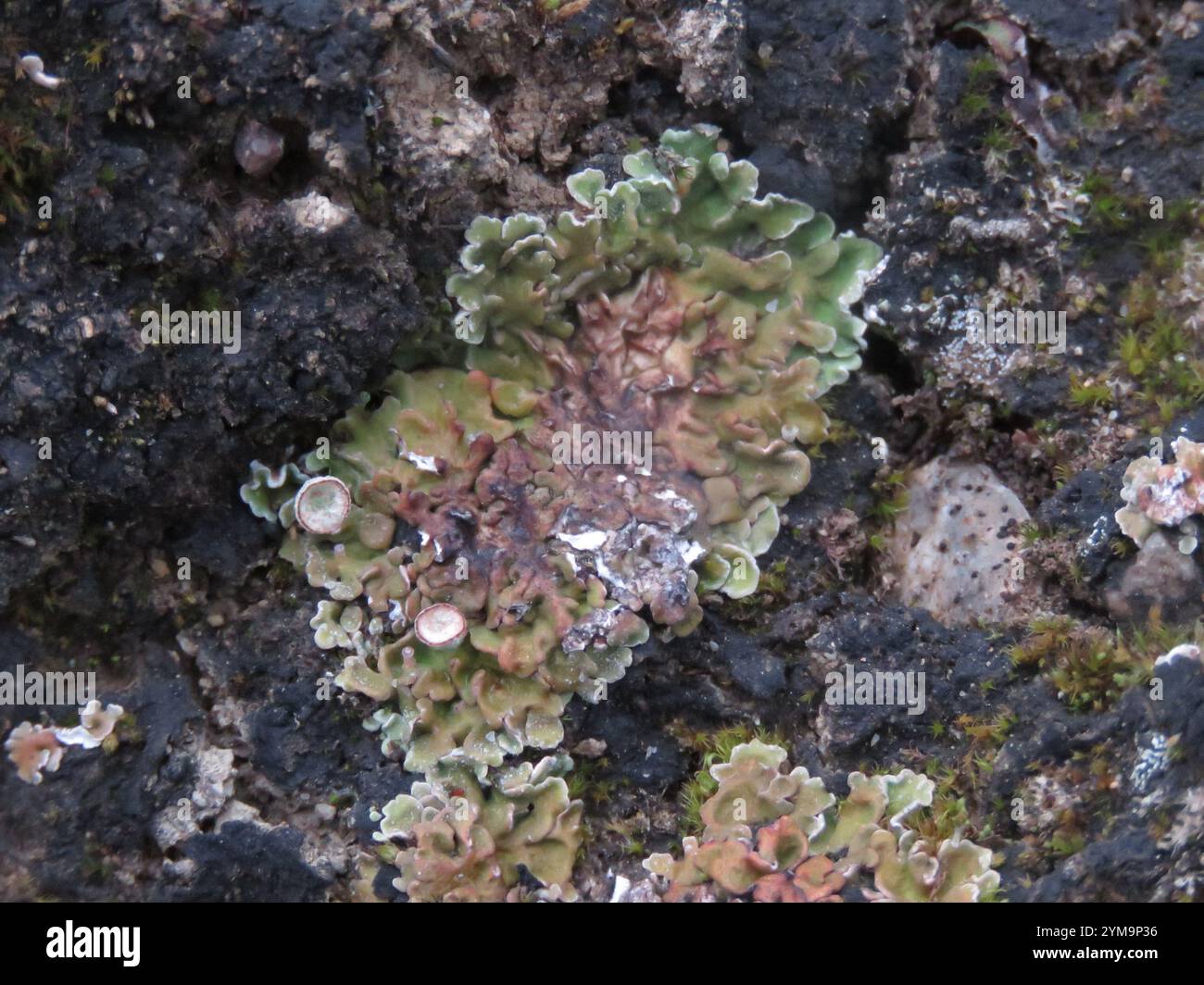 common lichens (Lecanoromycetes Stock Photo - Alamy