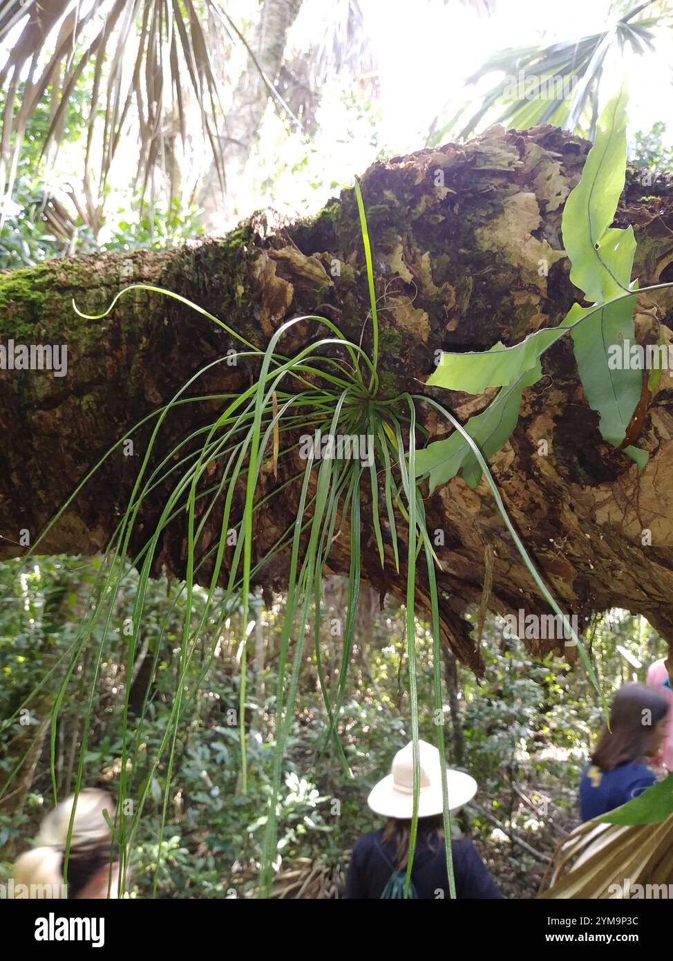 Shoestring Fern (Vittaria lineata Stock Photo - Alamy