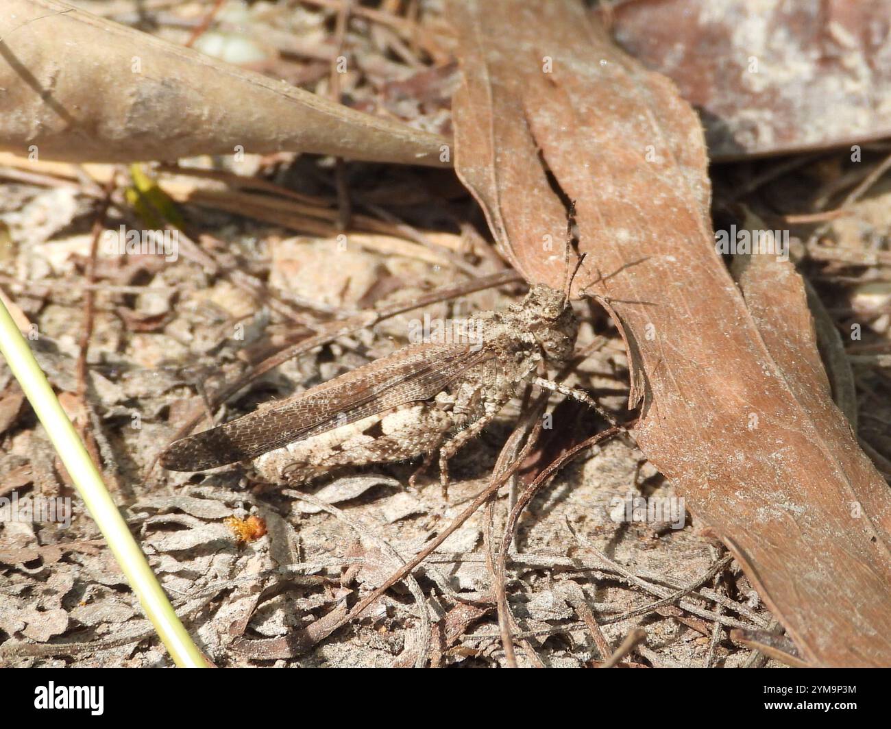 Carinate hi-res stock photography and images - Alamy