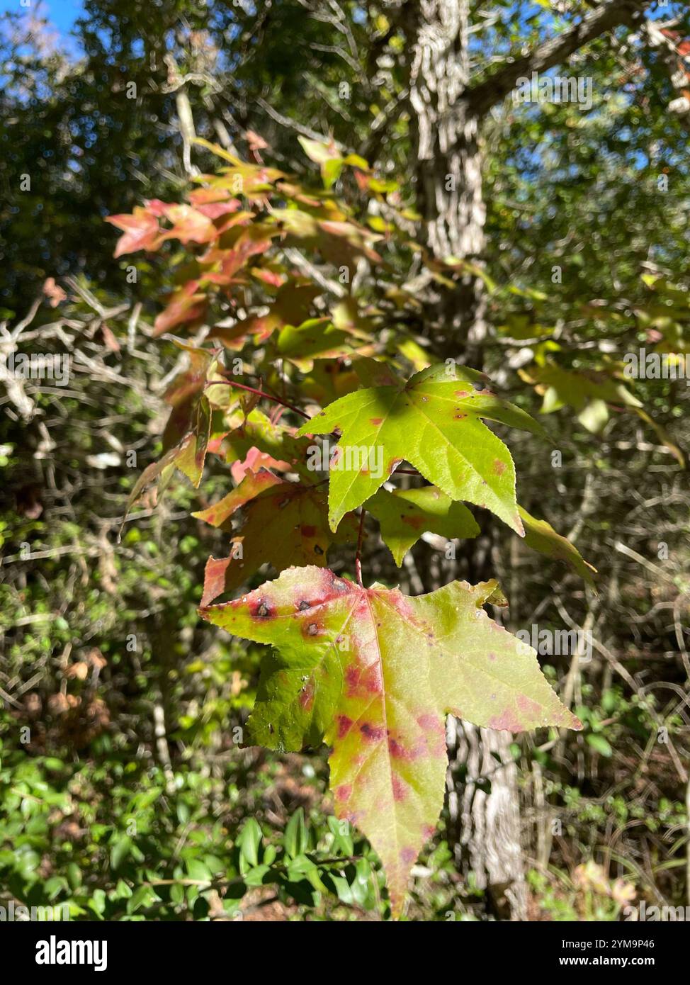 American sweetgum (Liquidambar styraciflua Stock Photo - Alamy