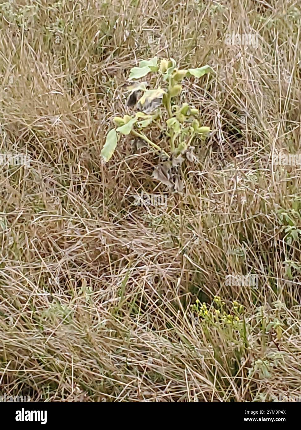 Prairie Tea (Croton monanthogynus Stock Photo - Alamy