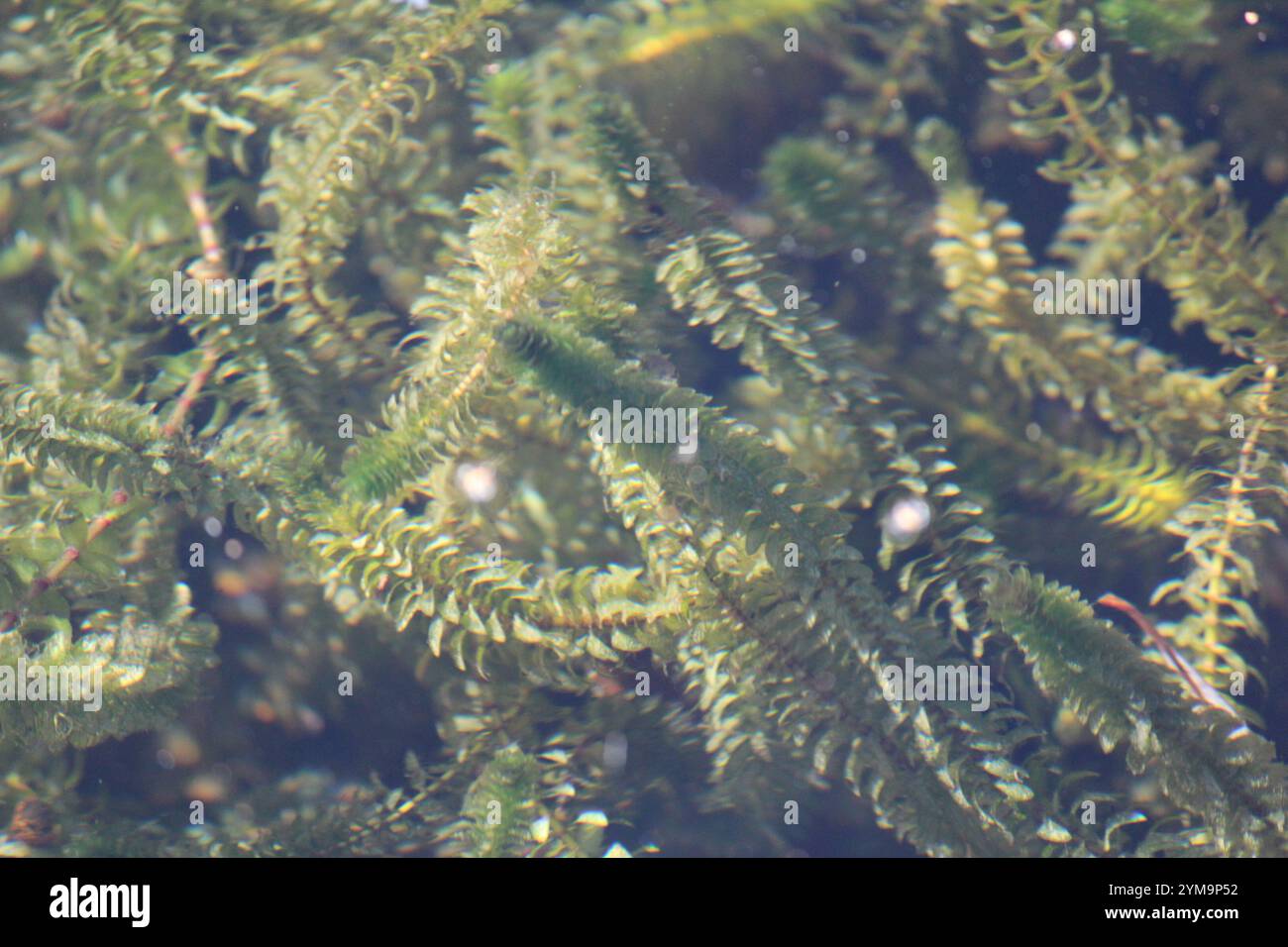 Canadian Waterweed (Elodea canadensis Stock Photo - Alamy