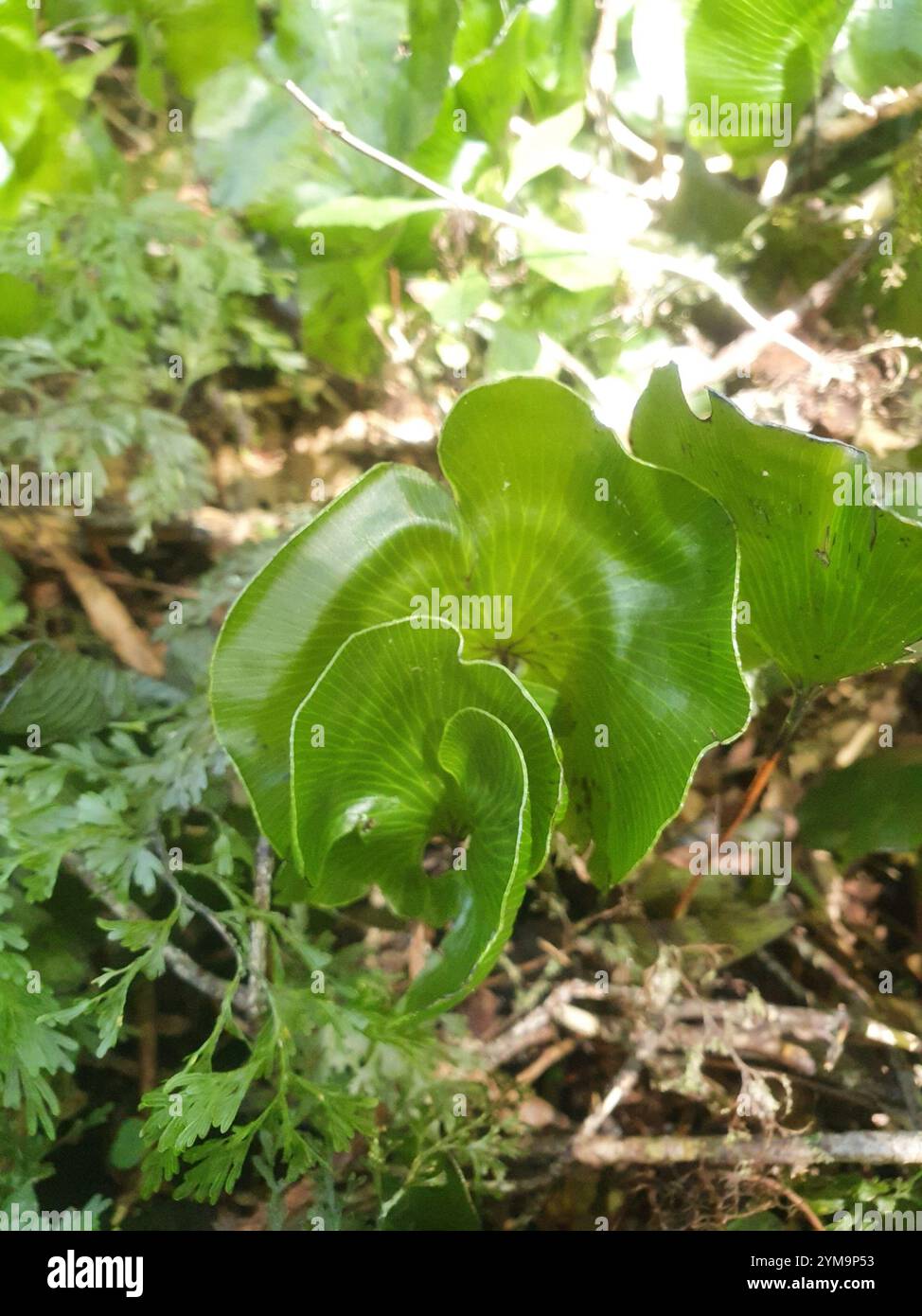 kidney fern (Hymenophyllum nephrophyllum Stock Photo - Alamy