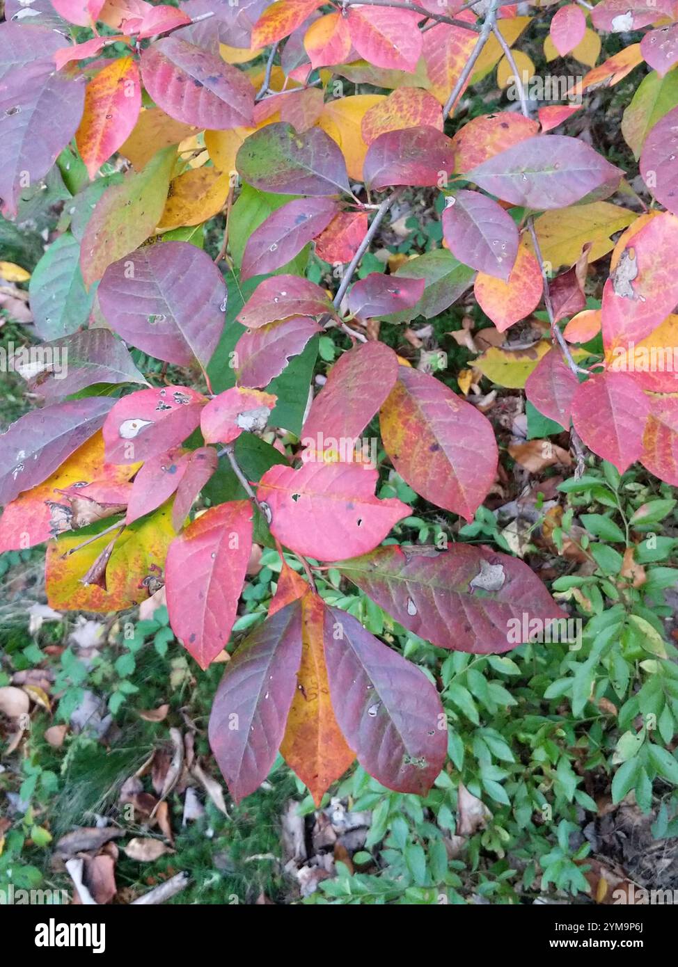 Black Tupelo (Nyssa sylvatica Stock Photo - Alamy