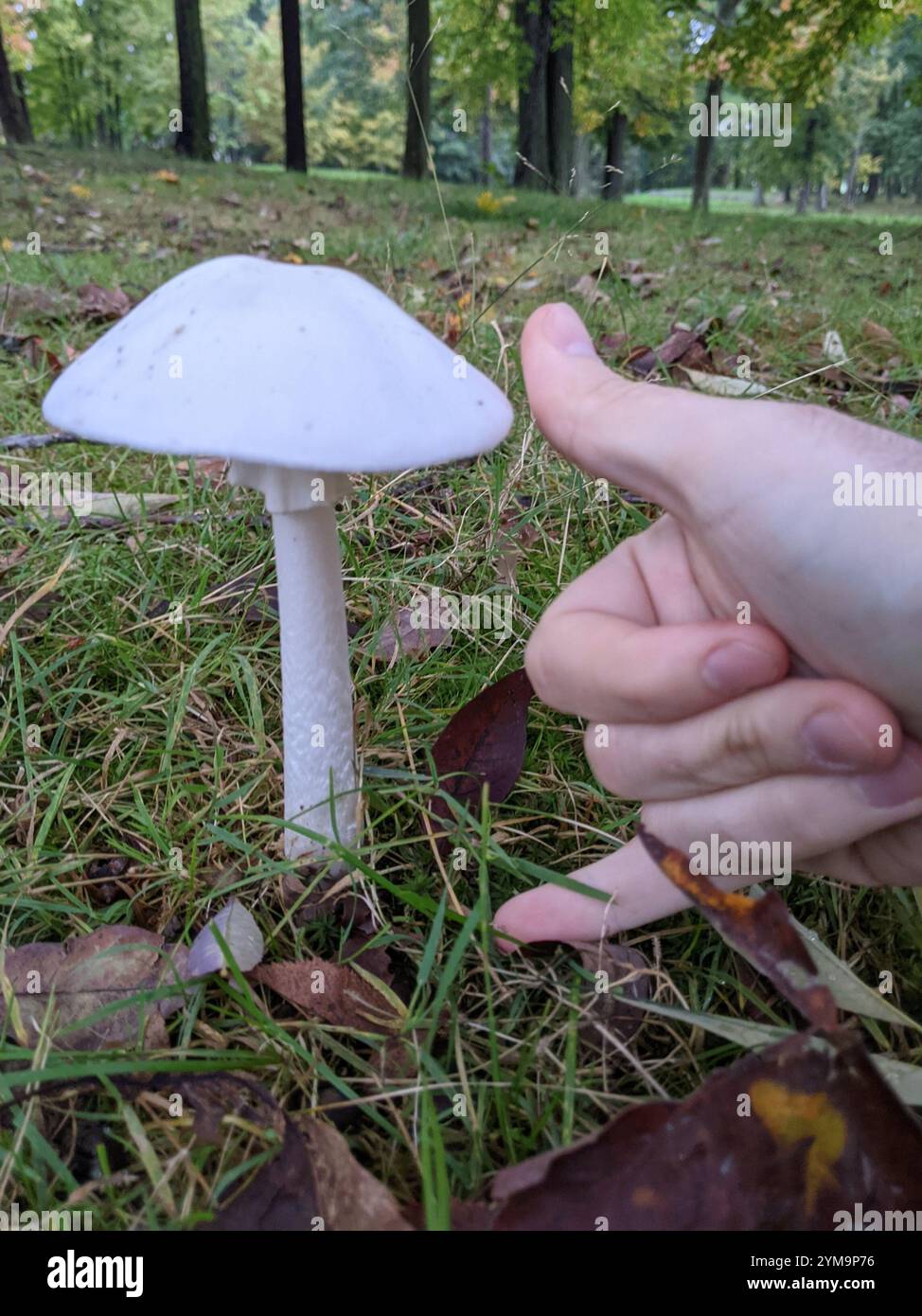 Eastern North American Destroying Angel (Amanita bisporigera Stock ...