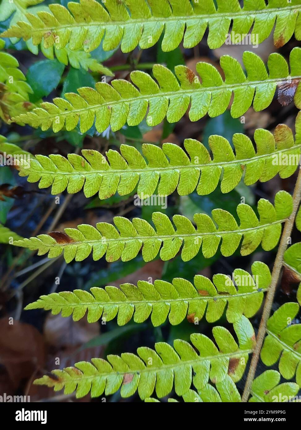 cinnamon fern (Osmundastrum cinnamomeum Stock Photo - Alamy