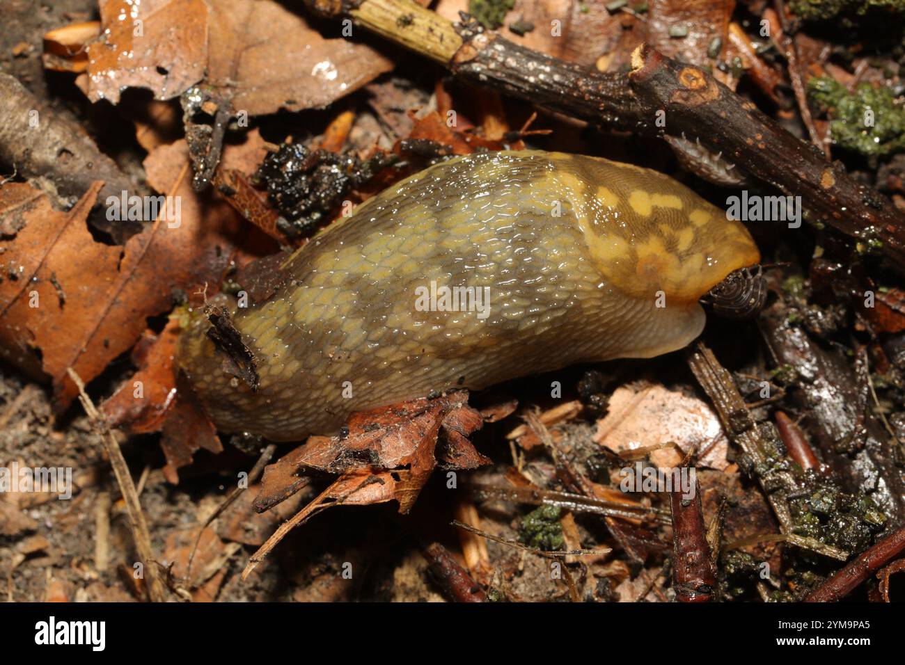 Green Cellar Slug (Limacus maculatus Stock Photo - Alamy
