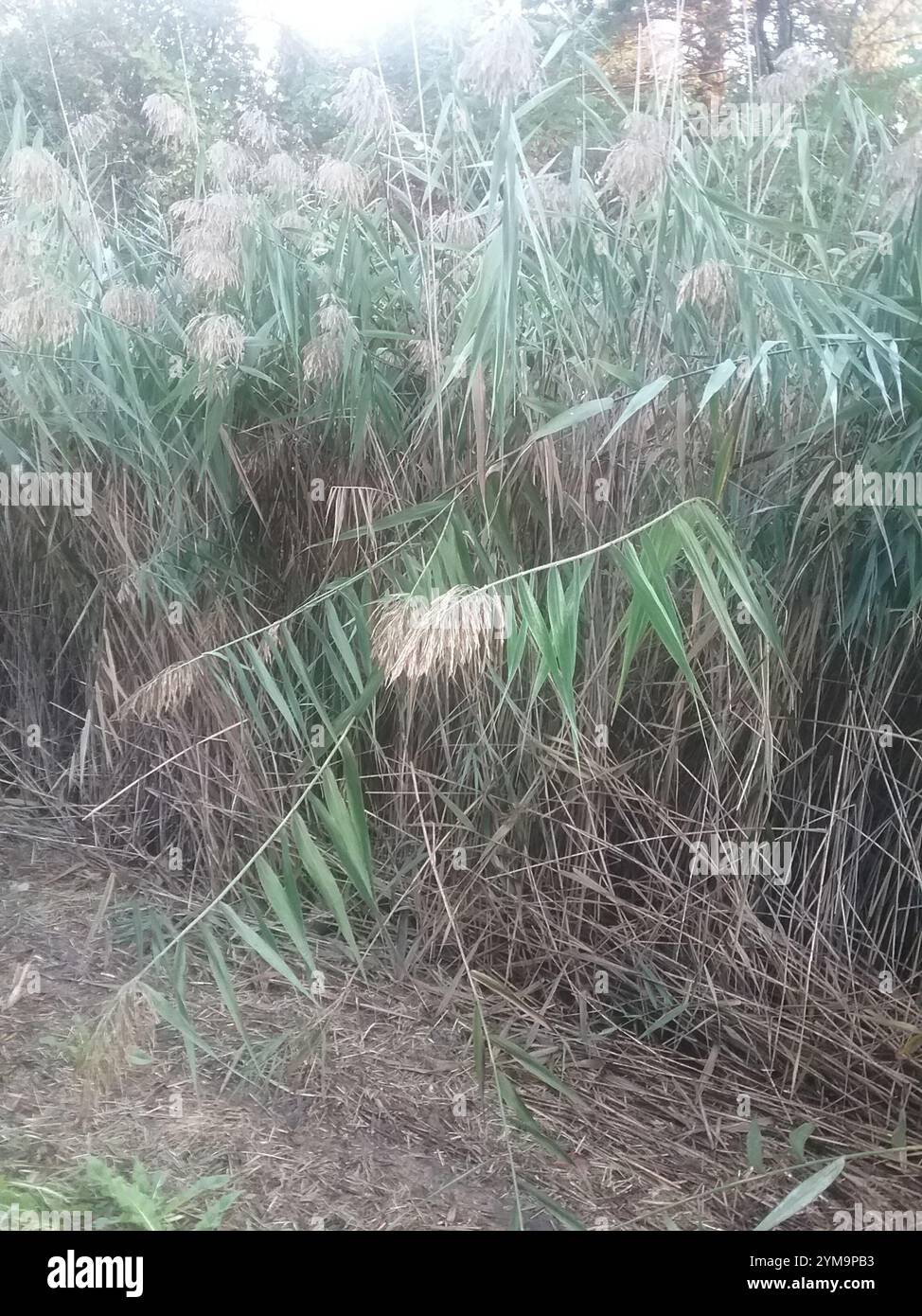 common reed (Phragmites australis Stock Photo - Alamy