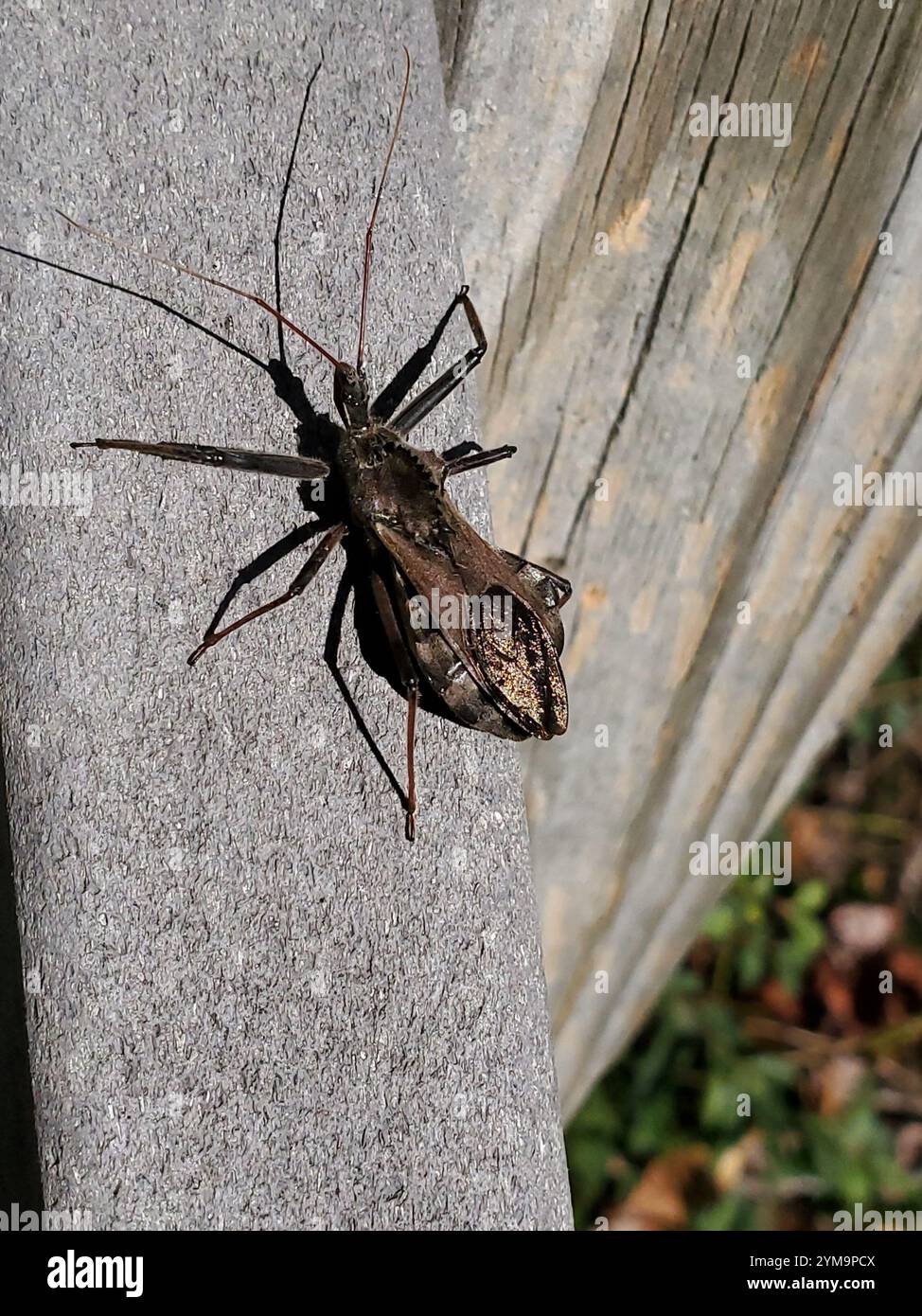 North American Wheel Bug (Arilus cristatus Stock Photo - Alamy