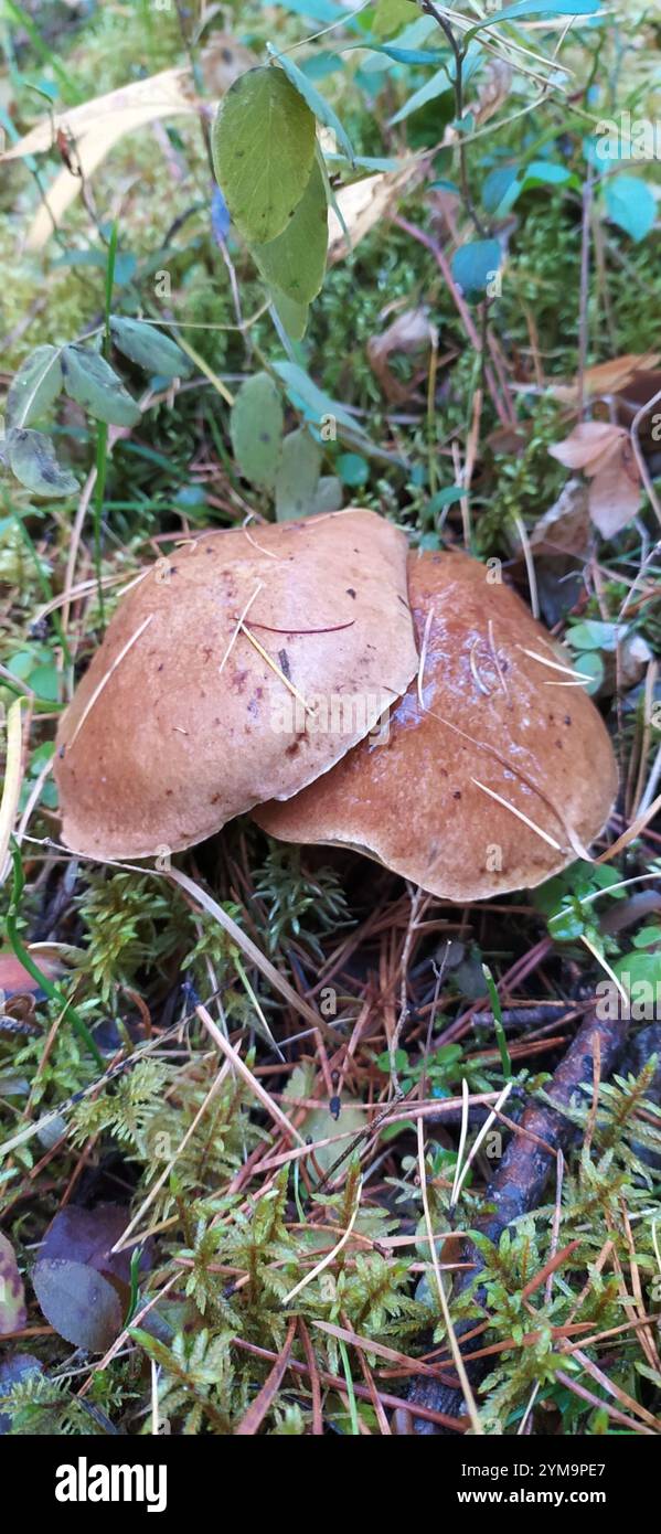 Bovine Jack (Suillus bovinus Stock Photo - Alamy