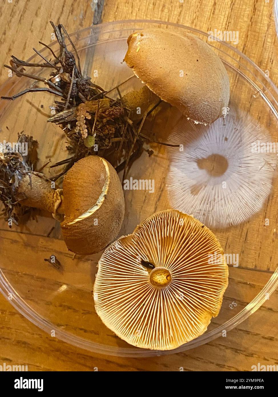 Earthy Powdercap (Cystoderma amianthinum Stock Photo - Alamy